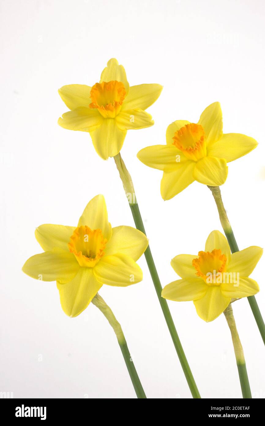Daffodil parade hi-res stock photography and images - Alamy