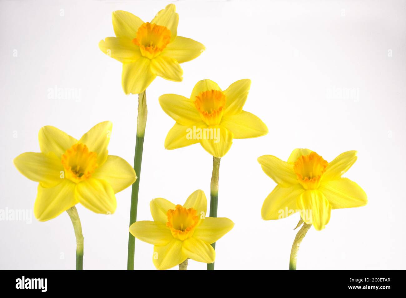Daffodil parade hi-res stock photography and images - Alamy