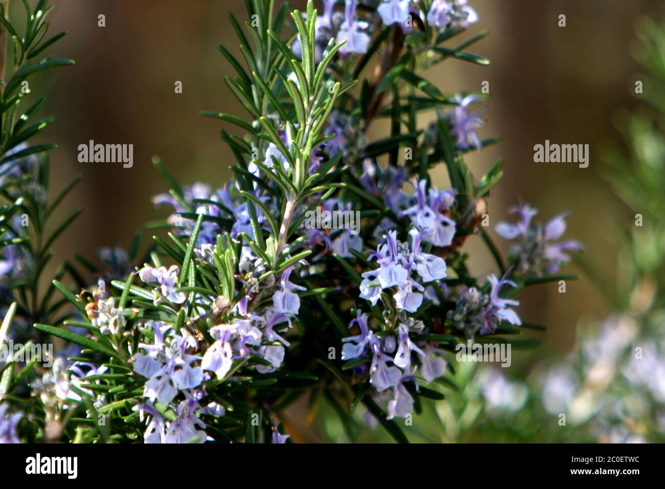 Rosemary sprig rosmarinus officinalis hi-res stock photography and ...