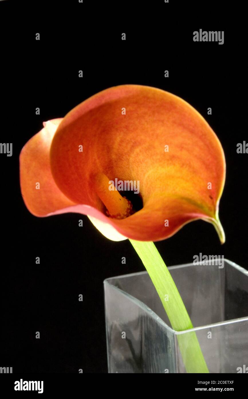 Calla hi-res stock photography and images - Alamy