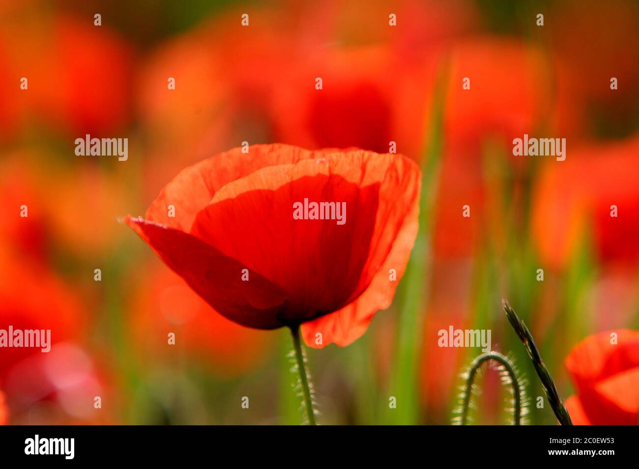 The colour red Stock Photo - Alamy