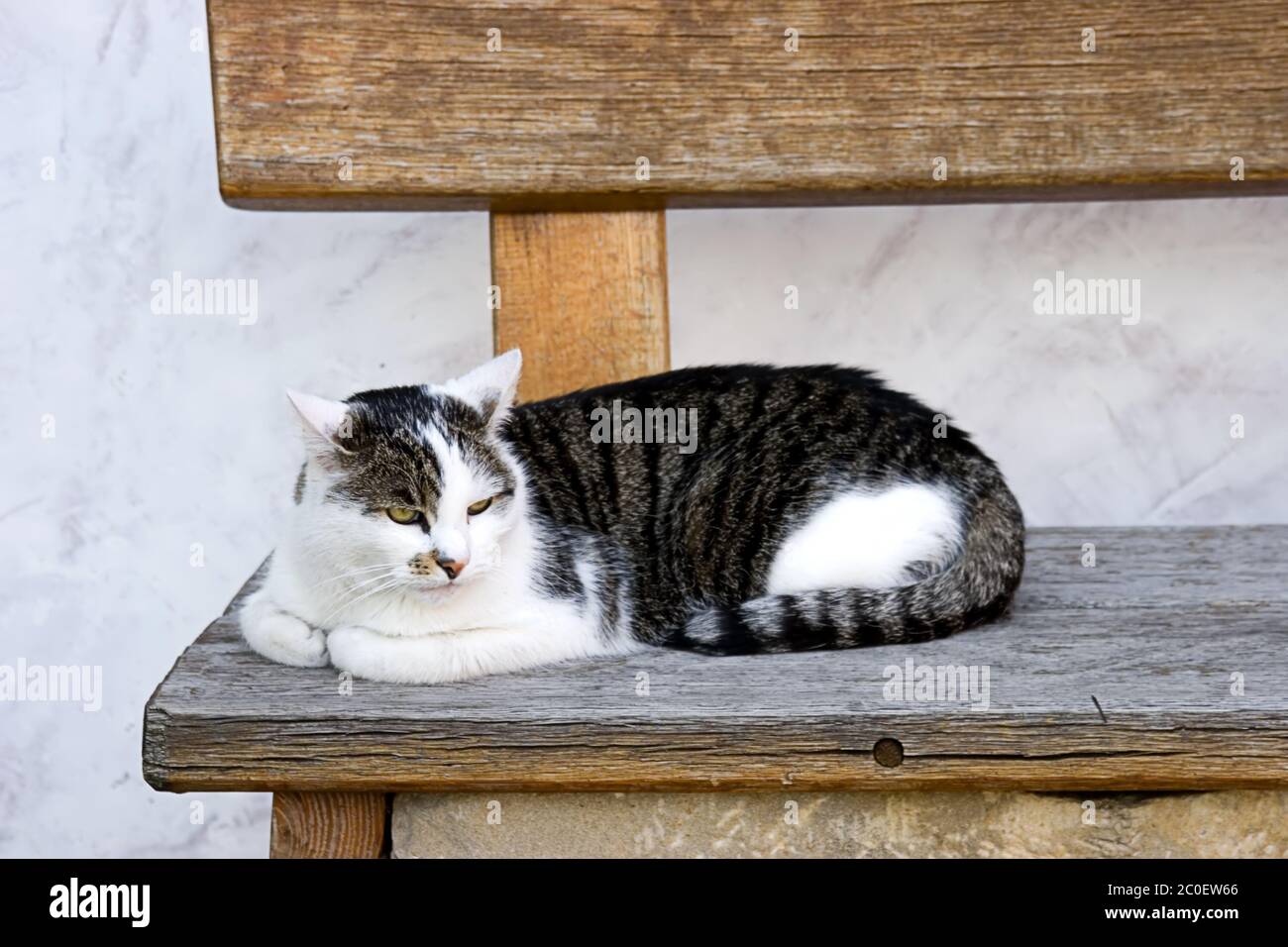 Cat on bench Stock Photo - Alamy