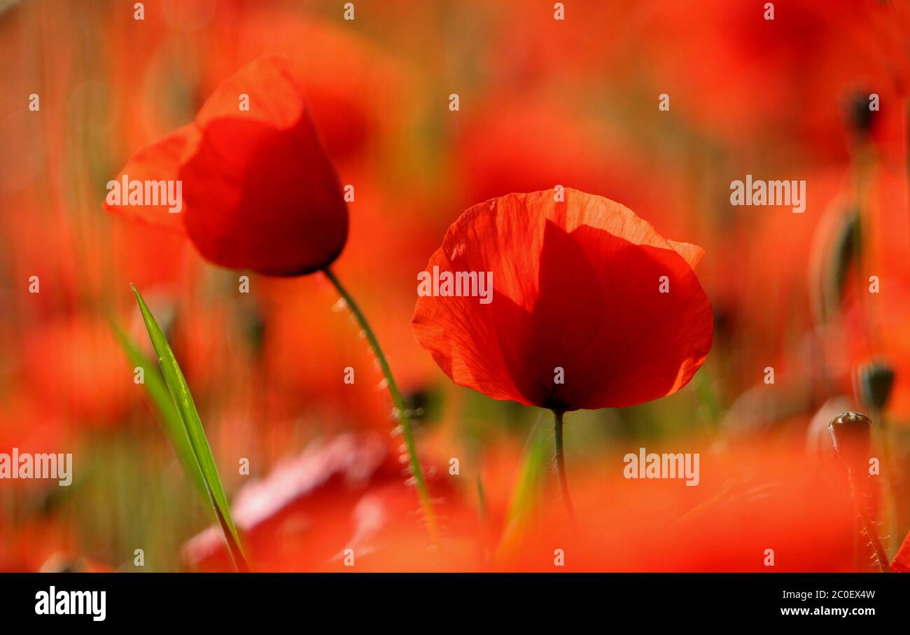 In the poppy field Stock Photo - Alamy
