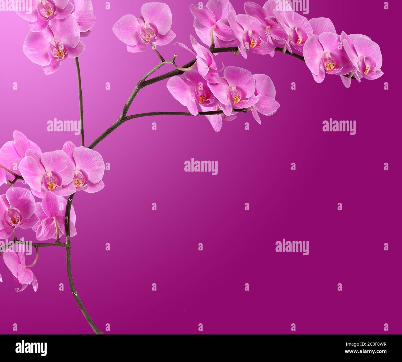 Japanese orchid tree hi-res stock photography and images - Alamy