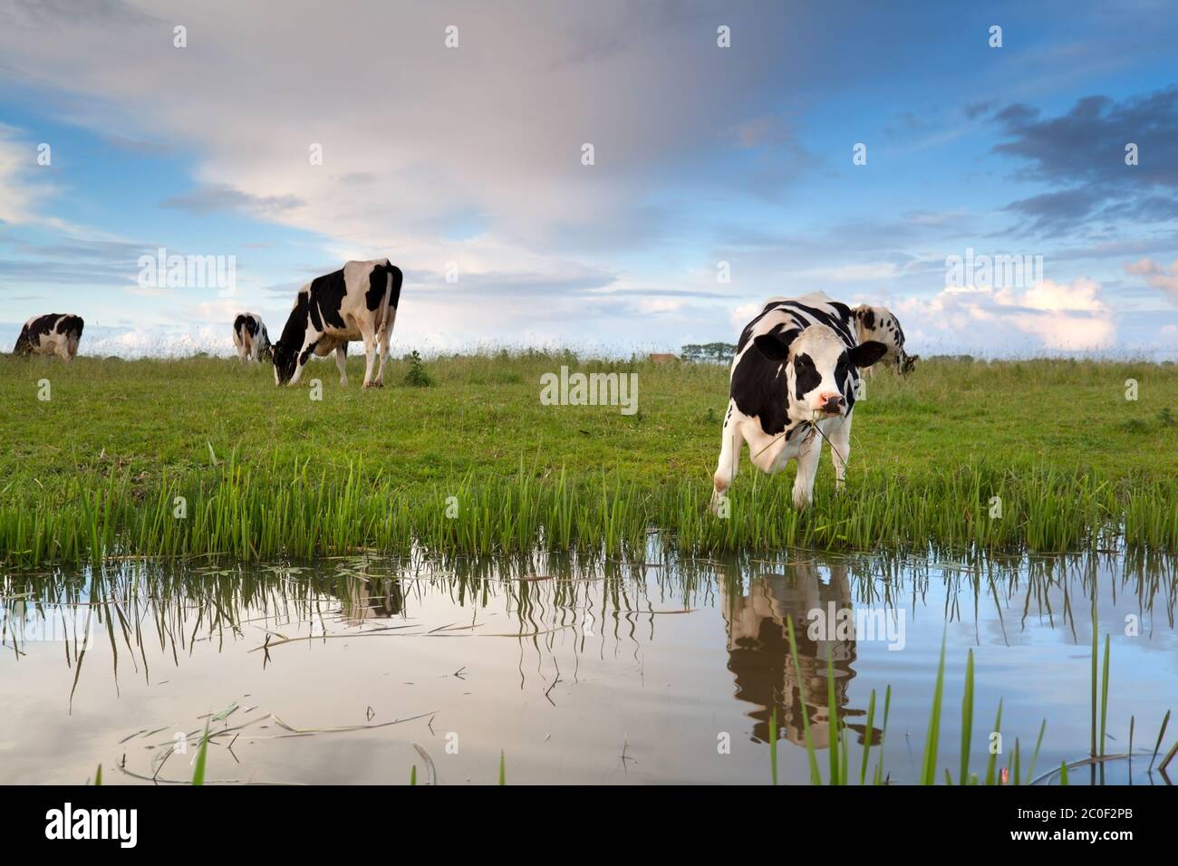Grazing pasture and cow hi-res stock photography and images - Alamy