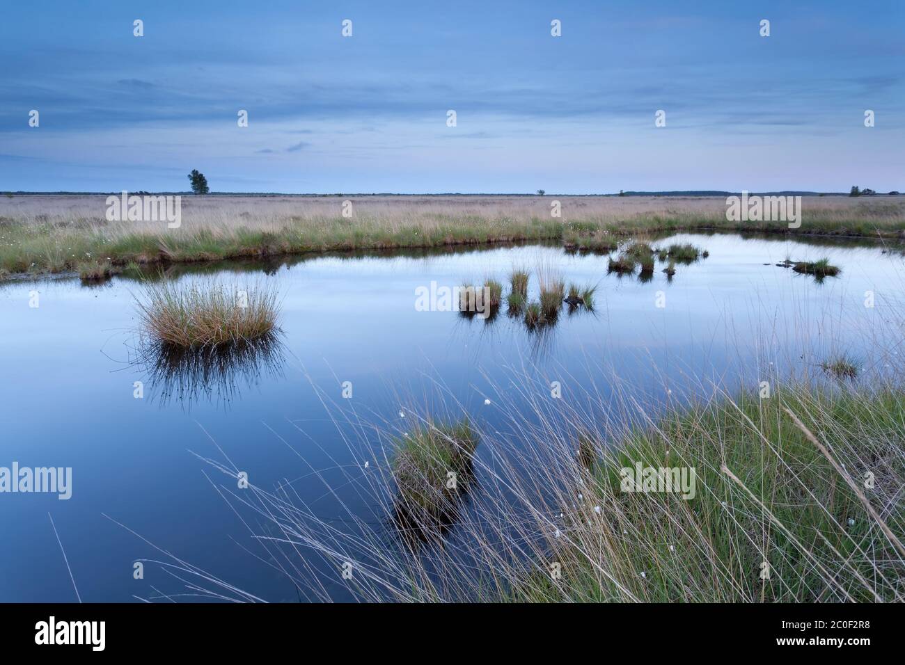 wild swamp in dusk Stock Photo - Alamy