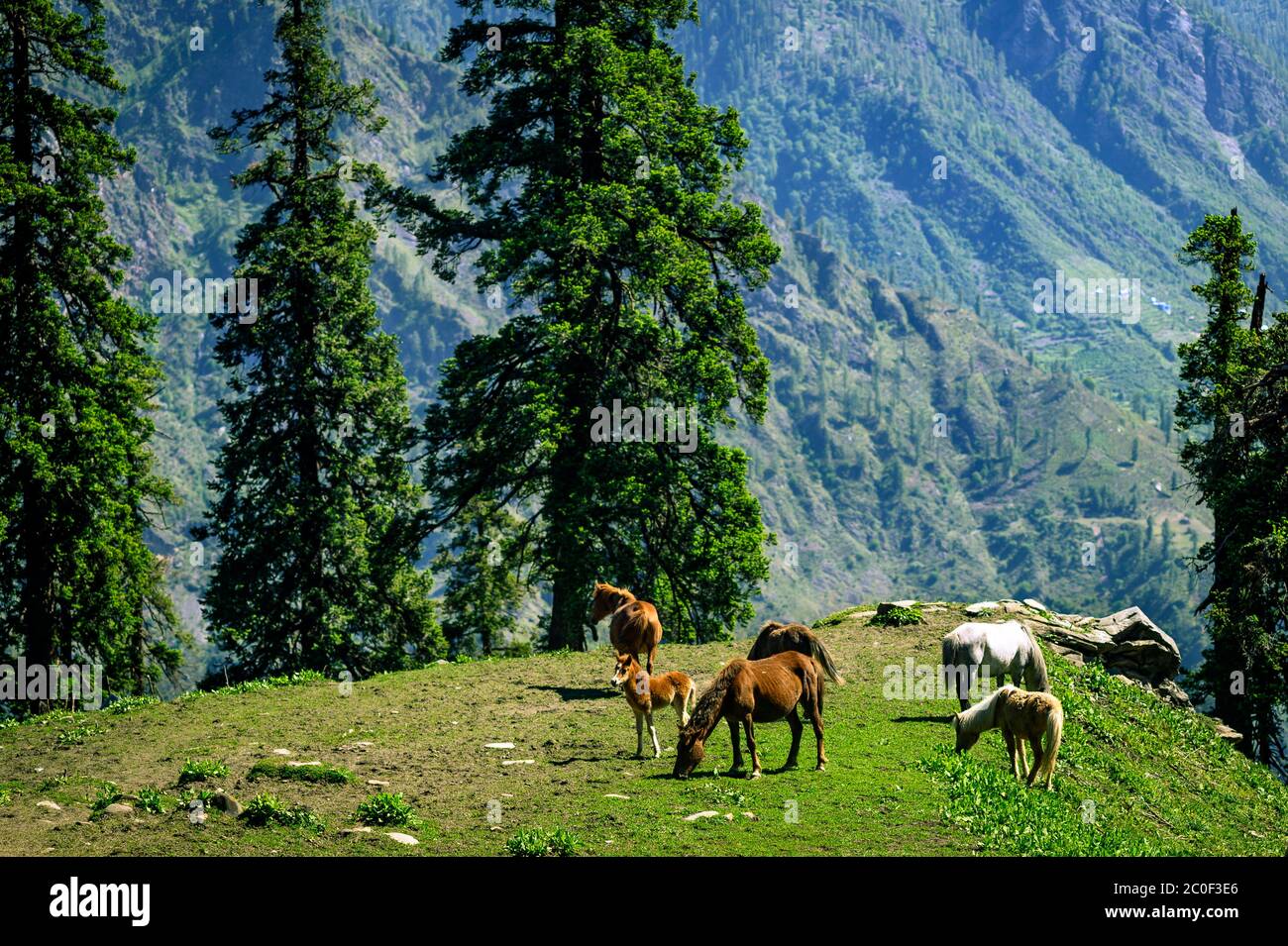 Beautiful landscape view of Himalayan mountains, Kasol, Parvati valley ...