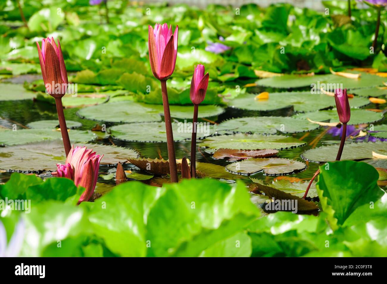 Thailand water lily hi-res stock photography and images - Alamy