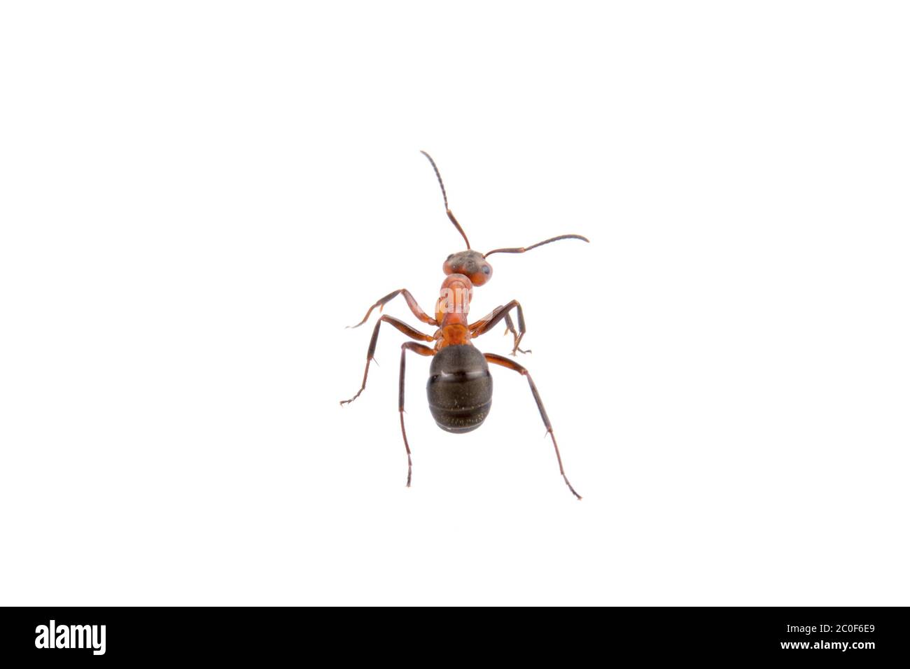 Brown ant isolated on Cut Out Stock Images & Pictures - Alamy