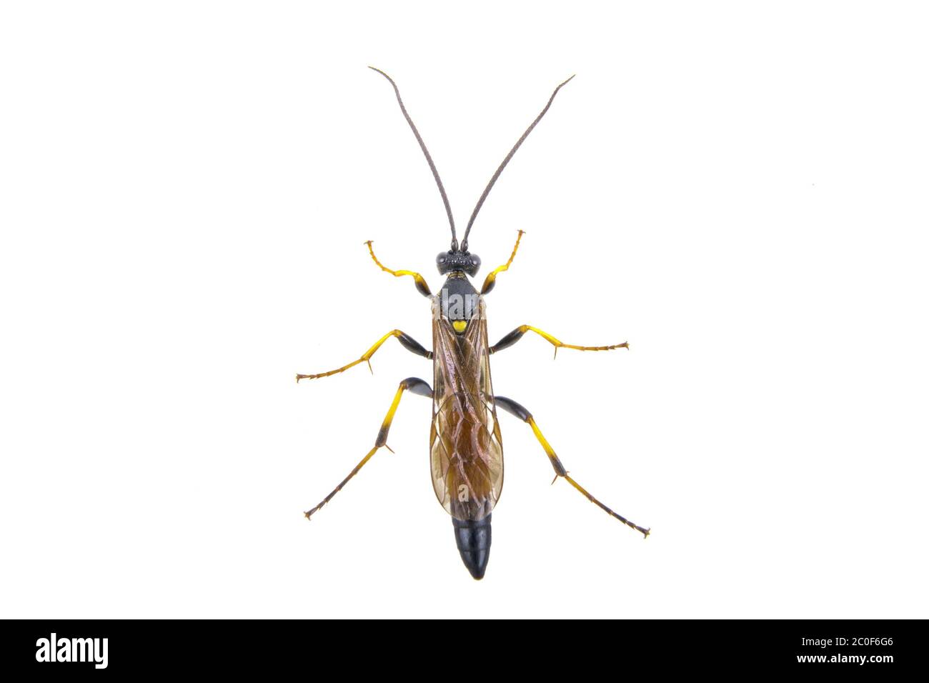 Black insect on the white background Stock Photo - Alamy