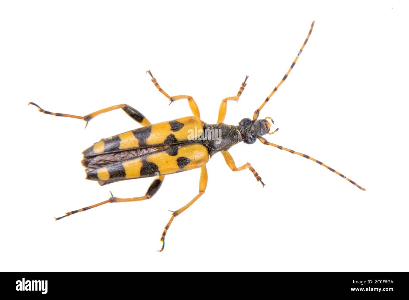 Yellow black bug on a white background Stock Photo - Alamy