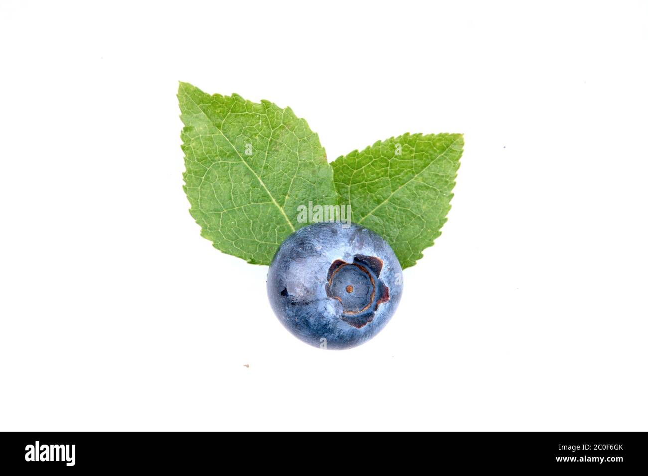 One blueberry and leaves on white background Stock Photo - Alamy