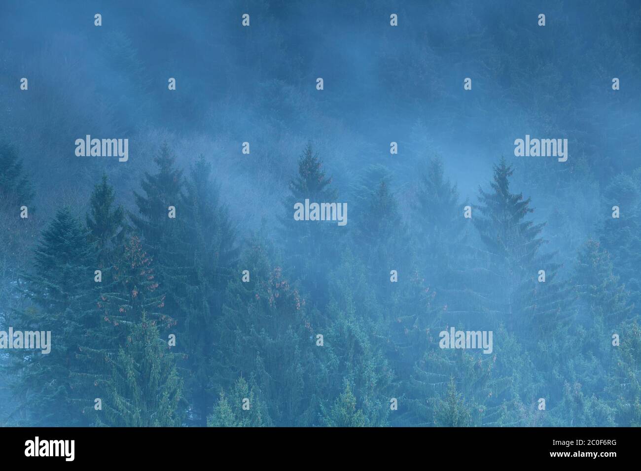 Foggy spruce forest hi-res stock photography and images - Alamy