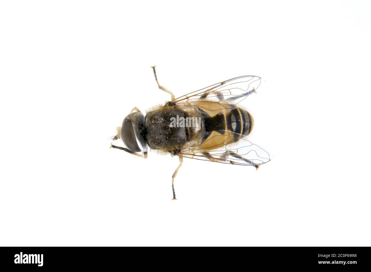 Fly on a white background Stock Photo - Alamy
