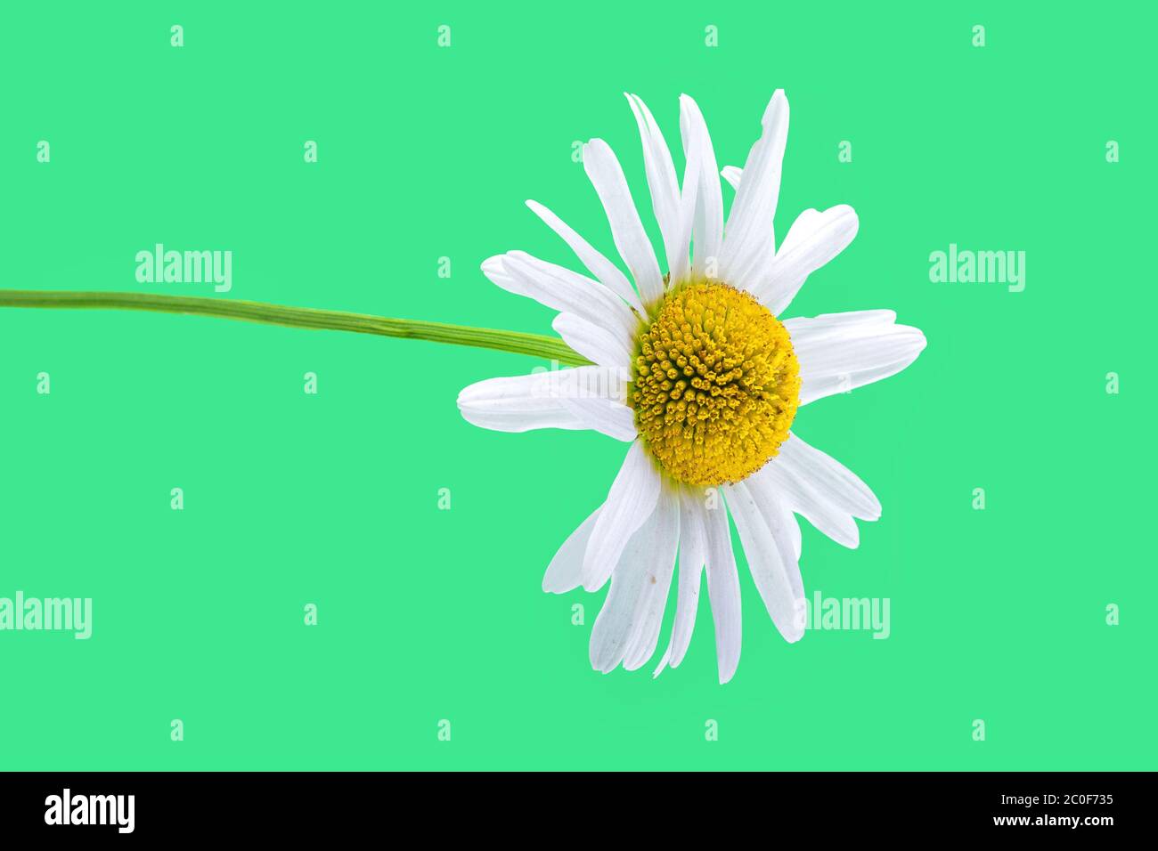 Daisy flower on a green background Stock Photo - Alamy