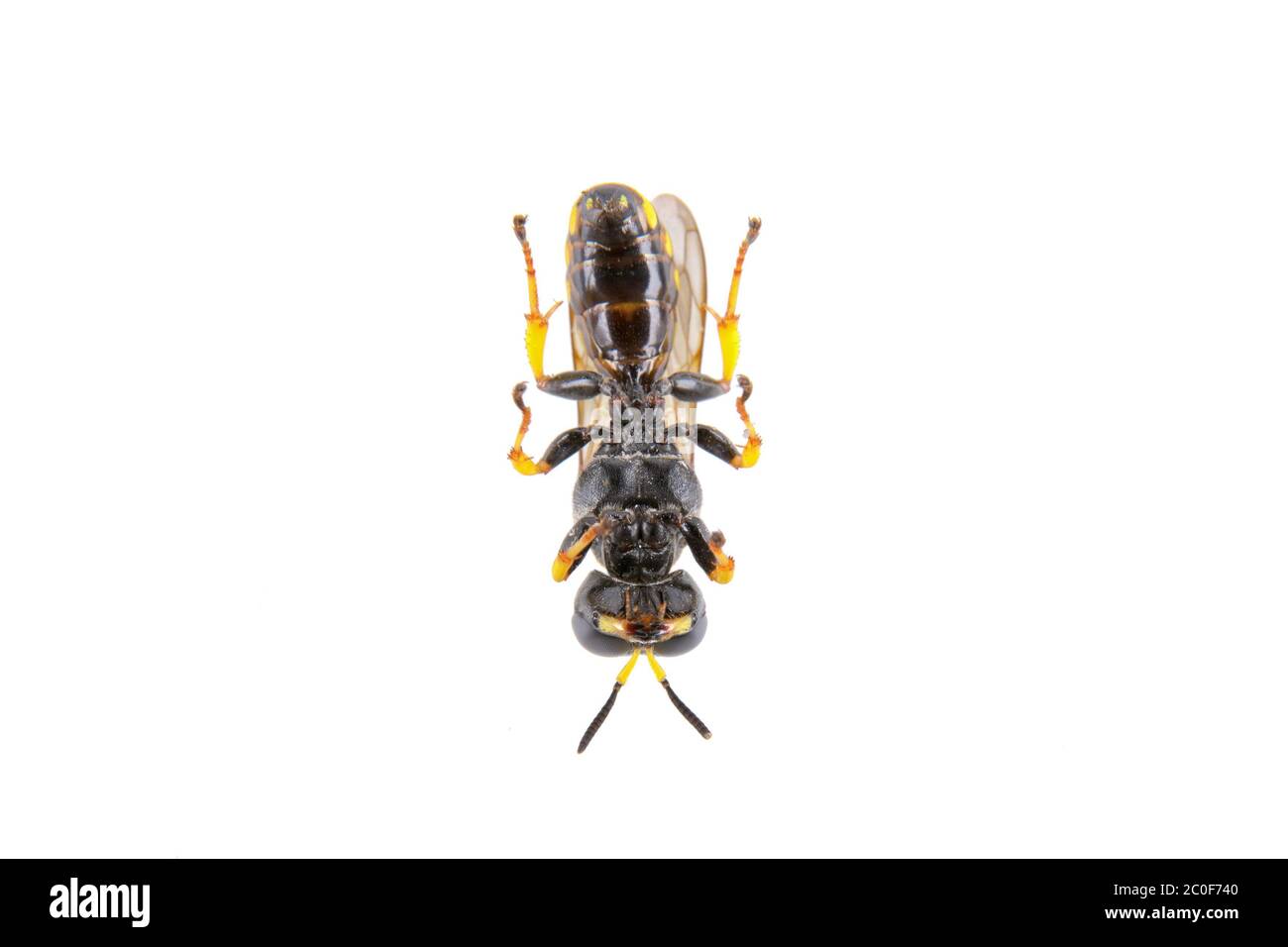 Black and white insect hi-res stock photography and images - Alamy