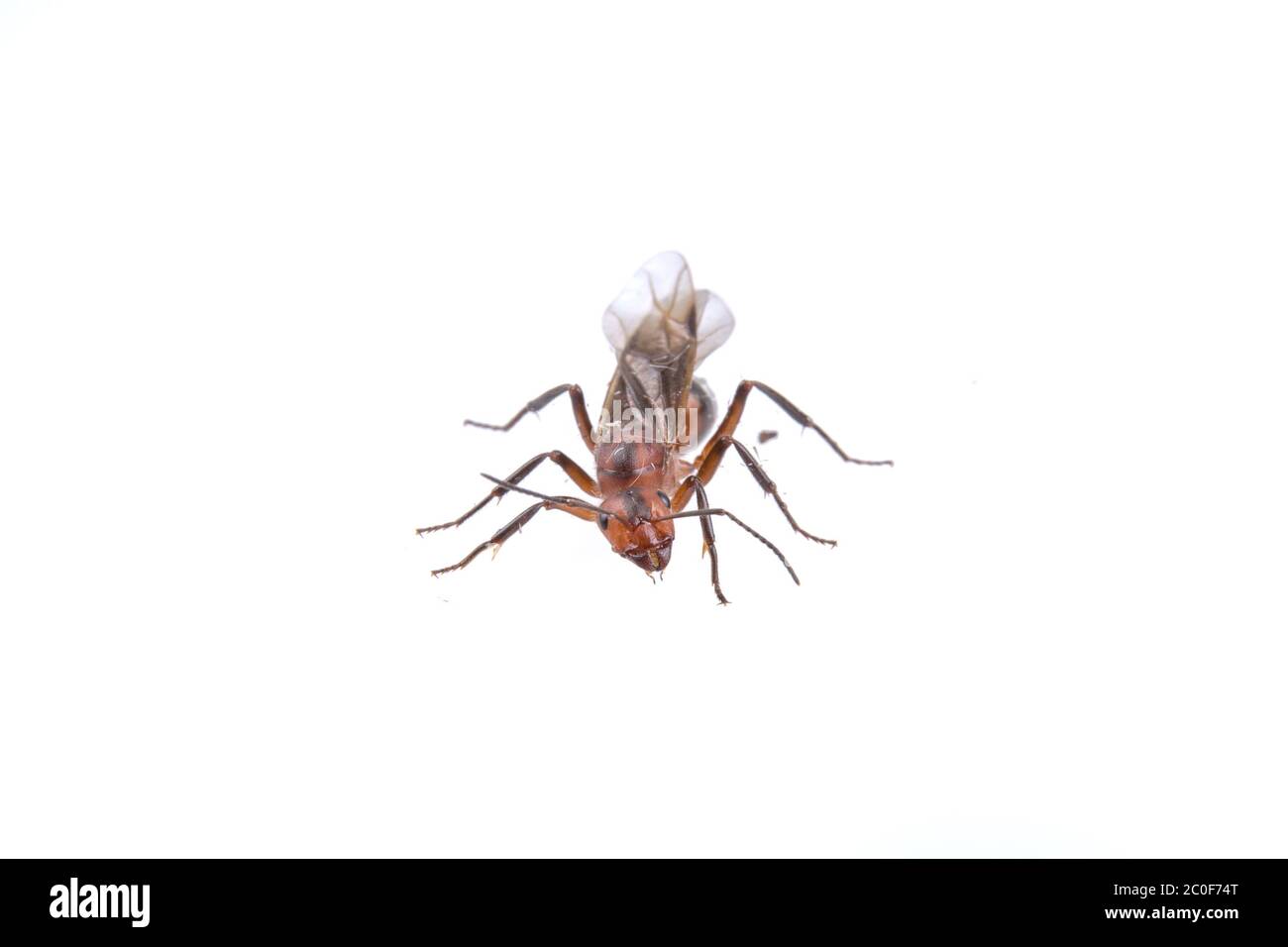 Winged ant white Cut Out Stock Images & Pictures - Alamy
