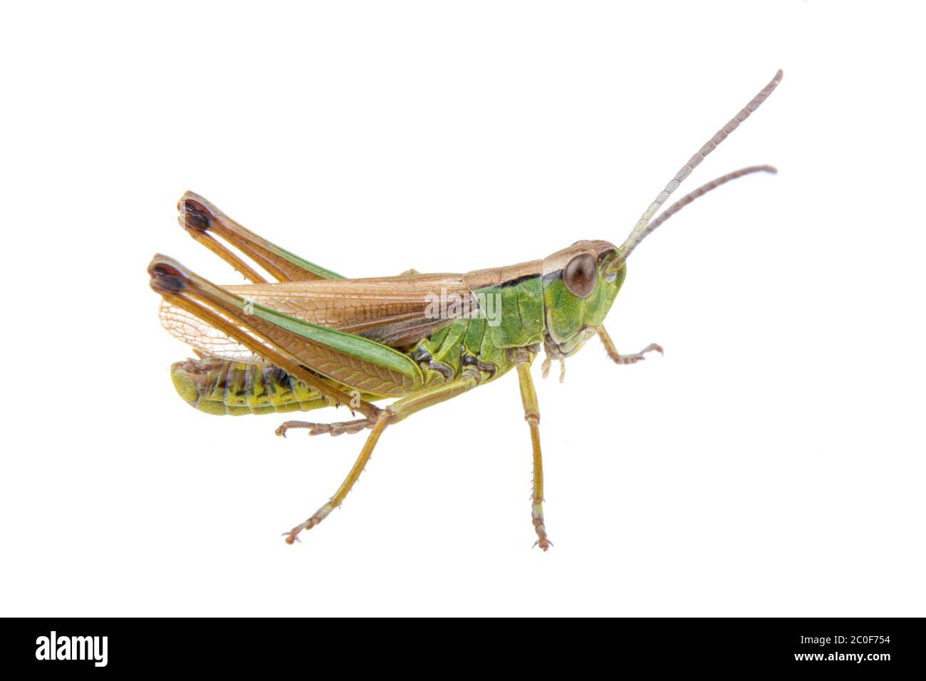 Green brown grasshopper on a white background Stock Photo - Alamy