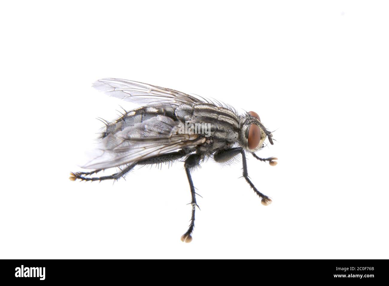 Fly on a white background Stock Photo - Alamy