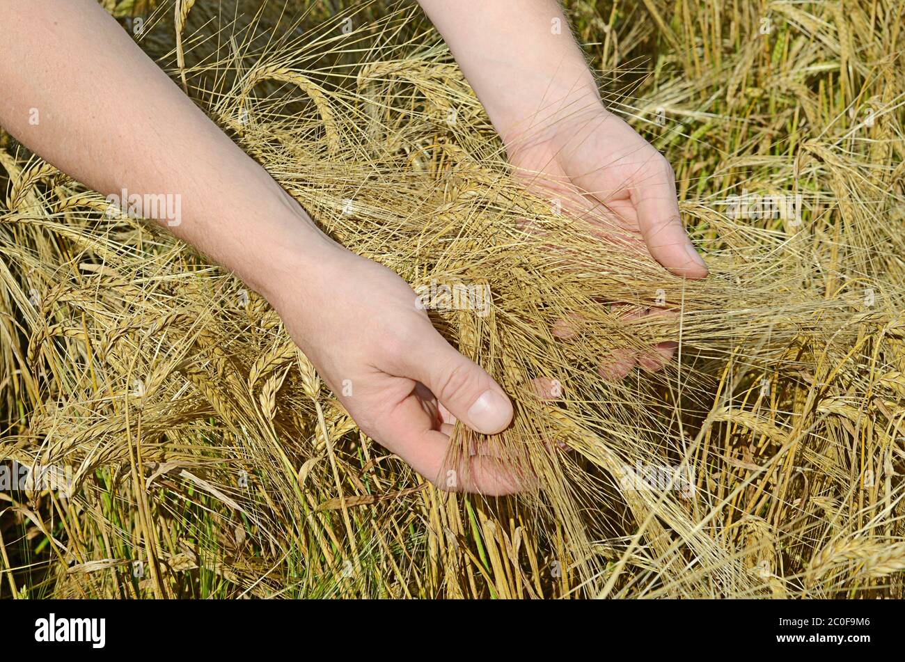 Farmer with rye meal in his hands hi-res stock photography and images ...