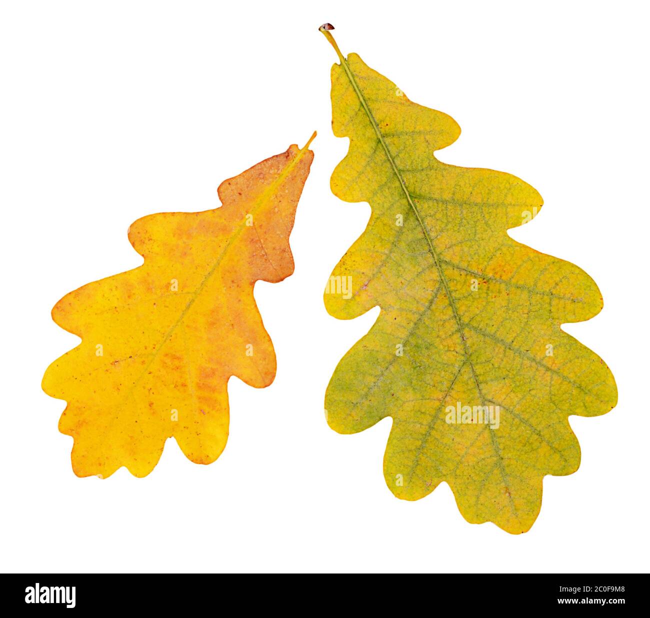 Autumn oak leaves isolated on white Stock Photo - Alamy