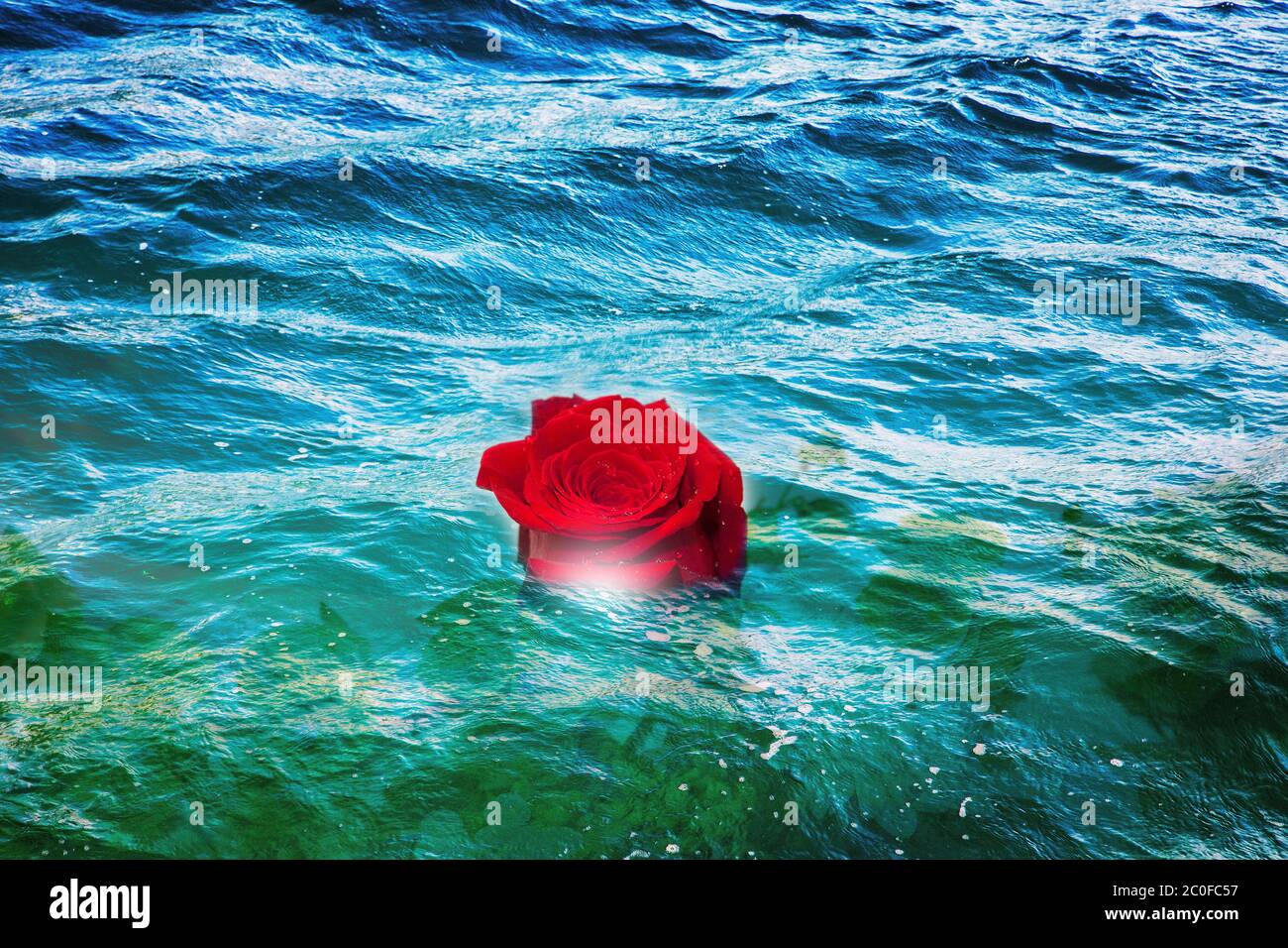 red rose in the water Stock Photo - Alamy