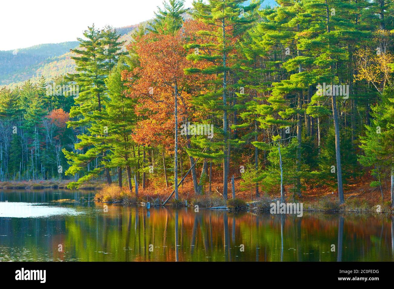 Pond in White Mountain National Forest, New Hampshire Stock Photo - Alamy