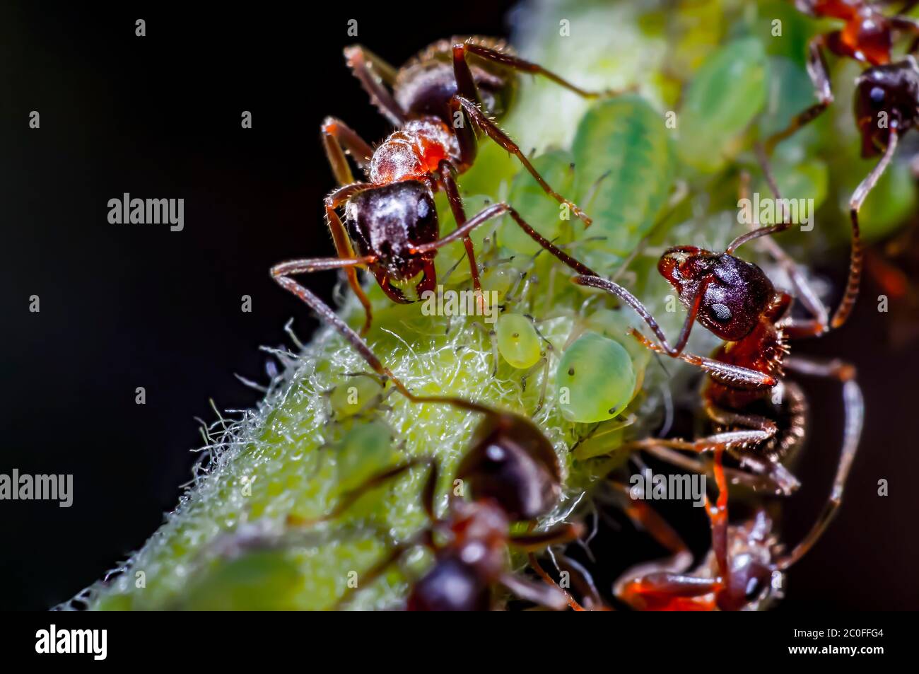 ants and aphids on apple tree in summer garden Stock Photo - Alamy