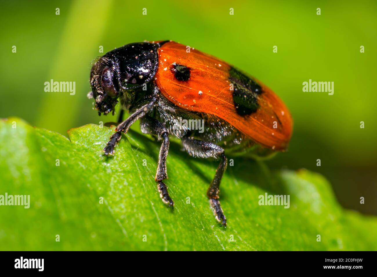 Ant in studio hi-res stock photography and images - Alamy