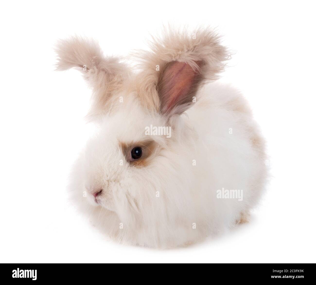 English Angora in front of white background Stock Photo - Alamy