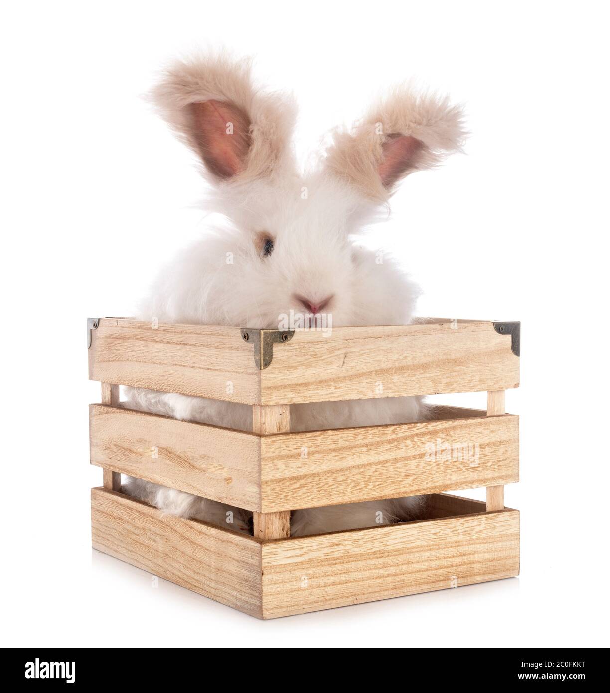 English Angora in front of white background Stock Photo - Alamy