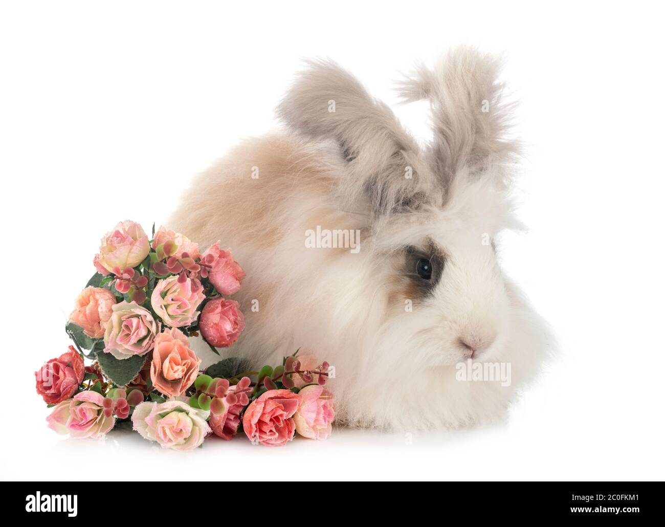 English Angora in front of white background Stock Photo - Alamy