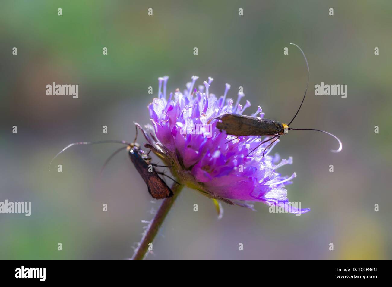 beautiful bugs on colorful flowers blossom on spring meadow Stock Photo ...