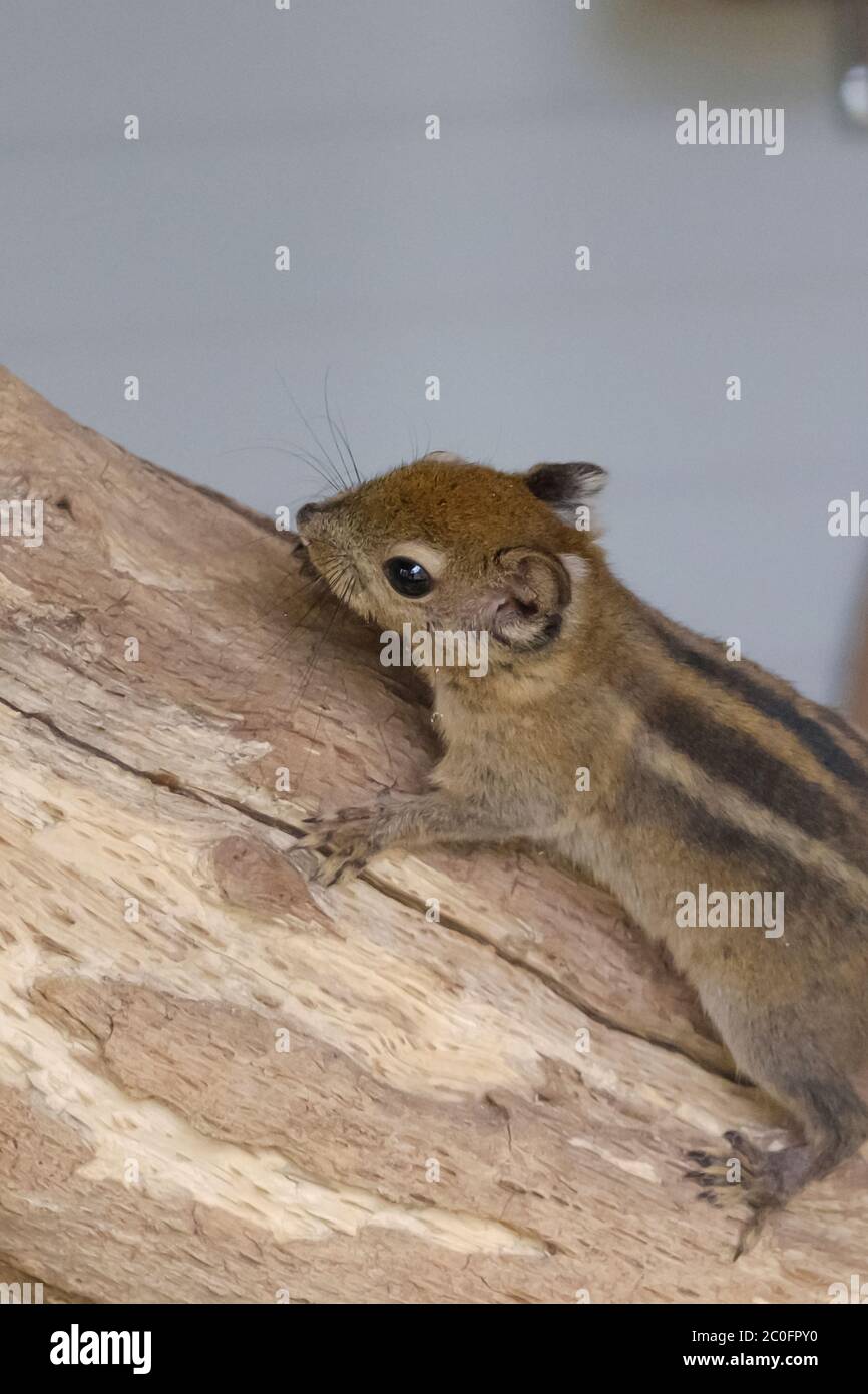 A striped rodents marmots chipmunks squirrel spotted on a tree trunk on ...