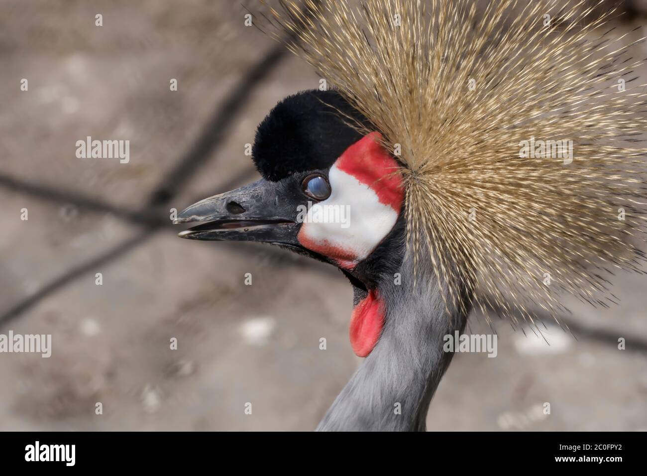 Beautiful grey crowned crane with blue eye and red wattle Stock Photo ...
