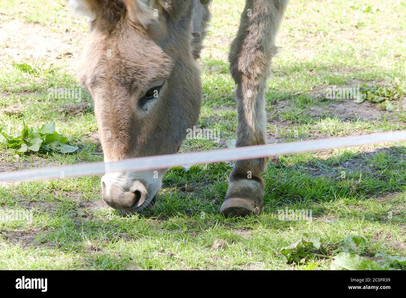Long haired donkey hi-res stock photography and images - Alamy