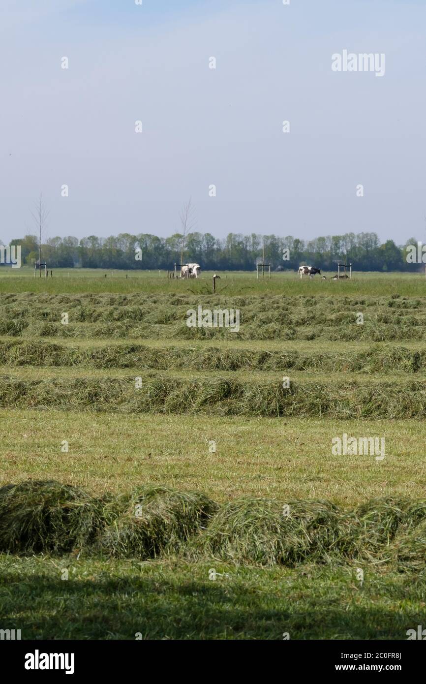 Mowed hay on the field, grown by farmers for pasture, hay and stock ...