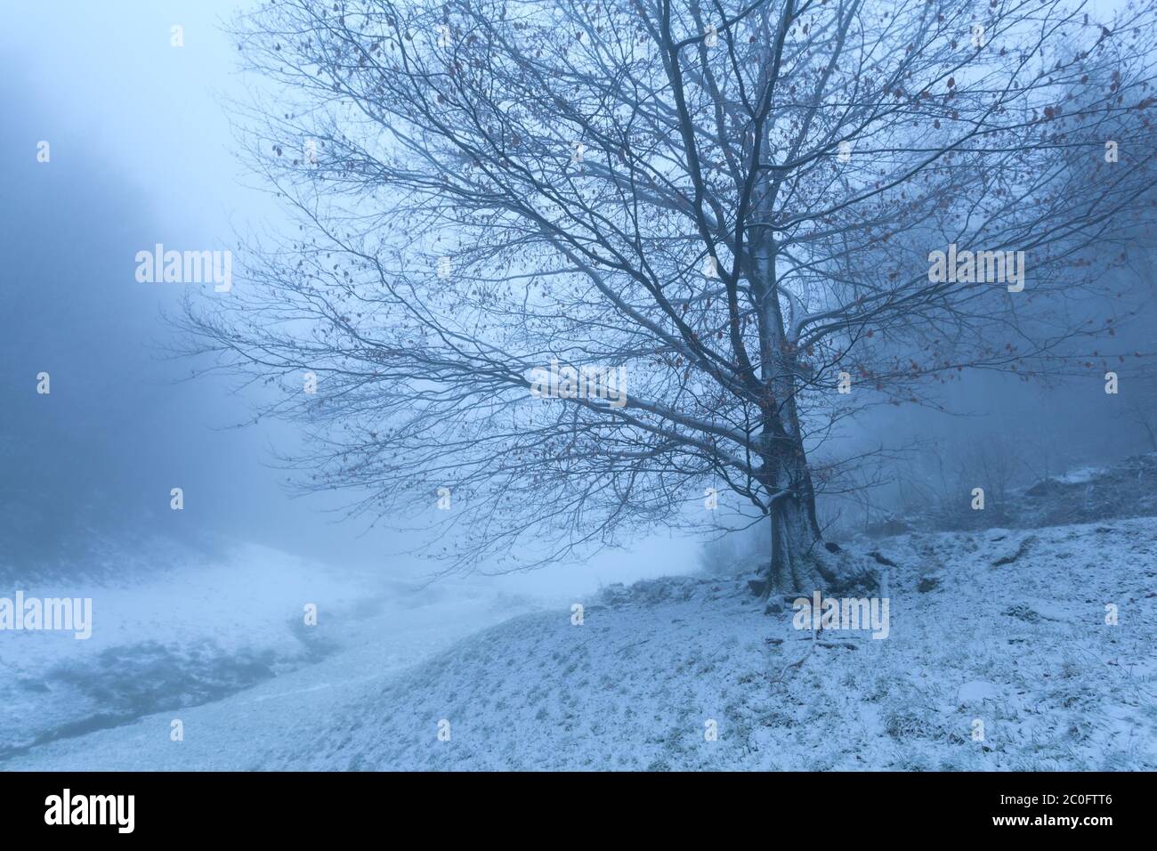 Beech tree in winter hi-res stock photography and images - Alamy