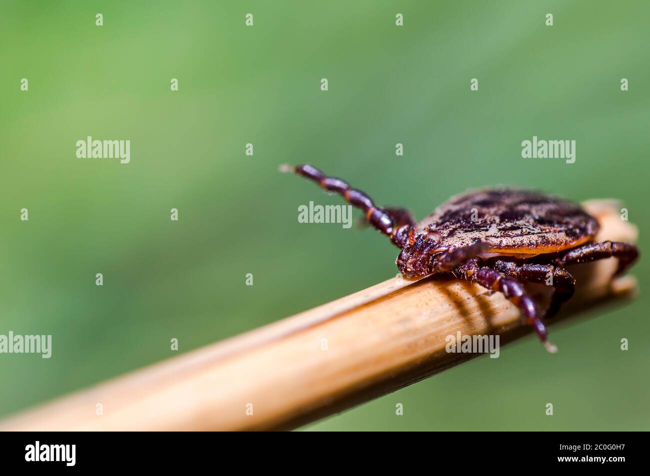 Blood sucking ticks in high grass on the season meadow Stock Photo - Alamy