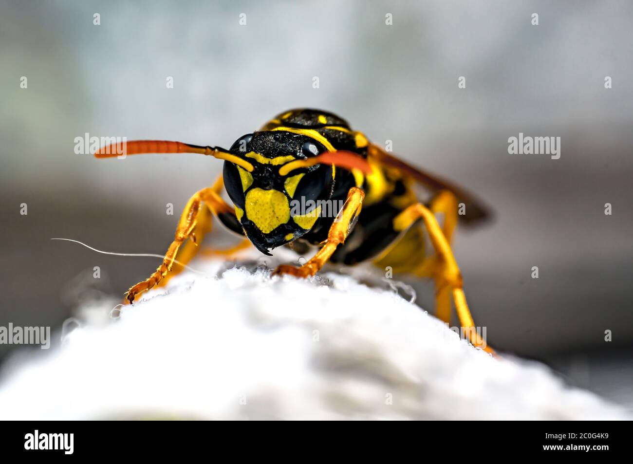 big wasp in my soison garden Stock Photo - Alamy