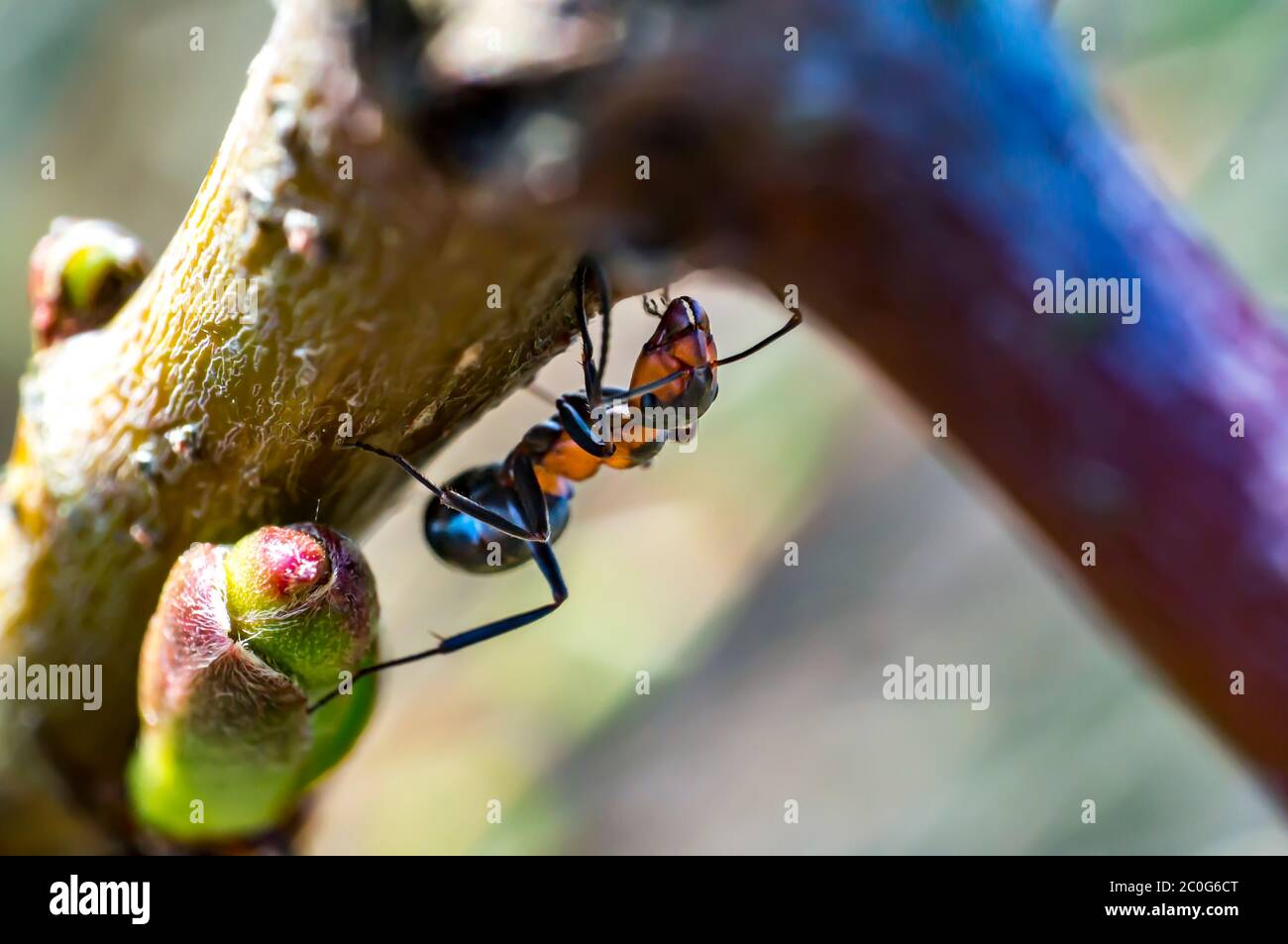 Ant ladybug hi-res stock photography and images - Alamy