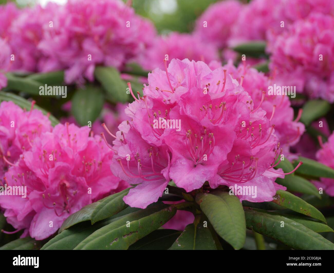 Flowers on the bush of rhododendron Stock Photo - Alamy