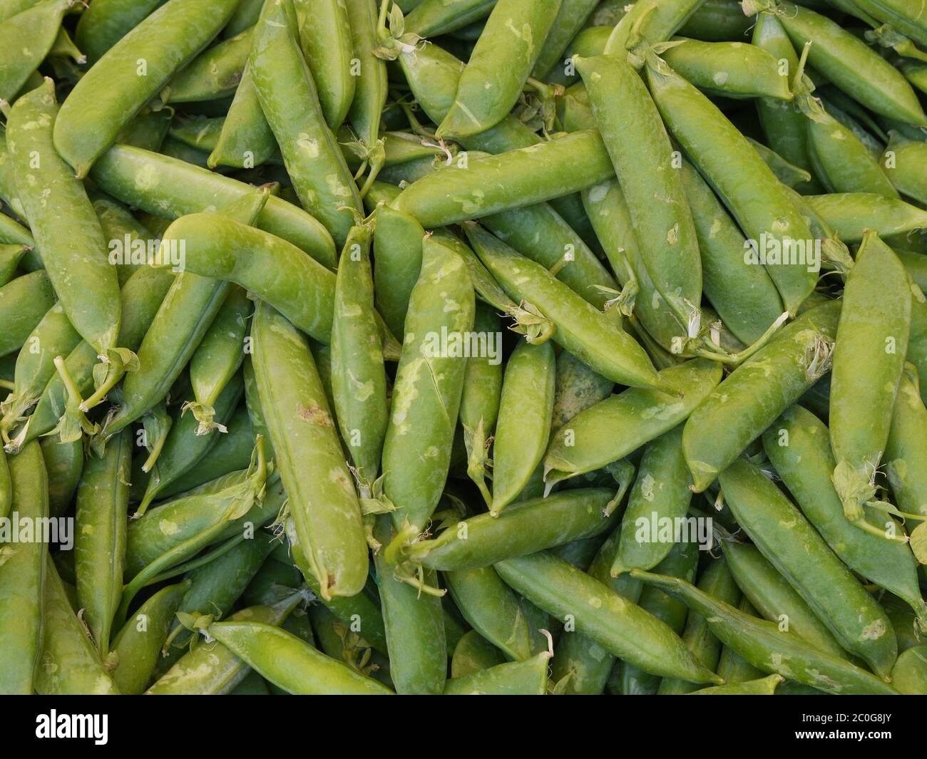 Peapods garden hi-res stock photography and images - Alamy