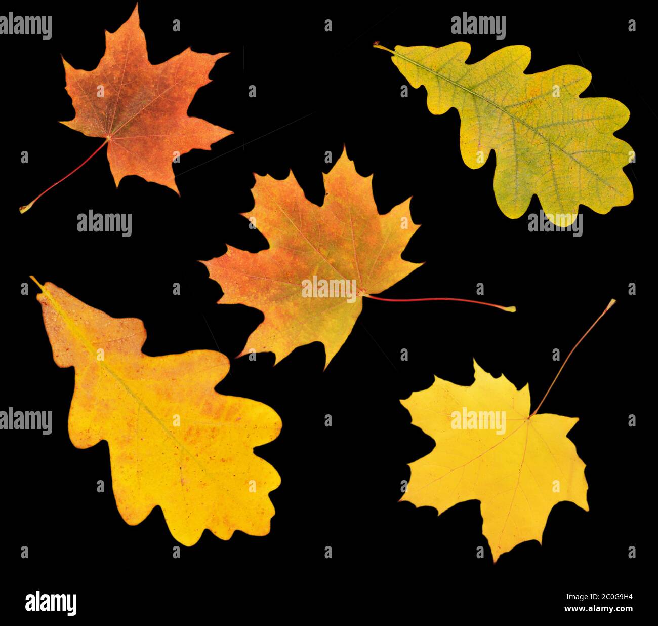 White pattern of oak leaves hi-res stock photography and images - Alamy