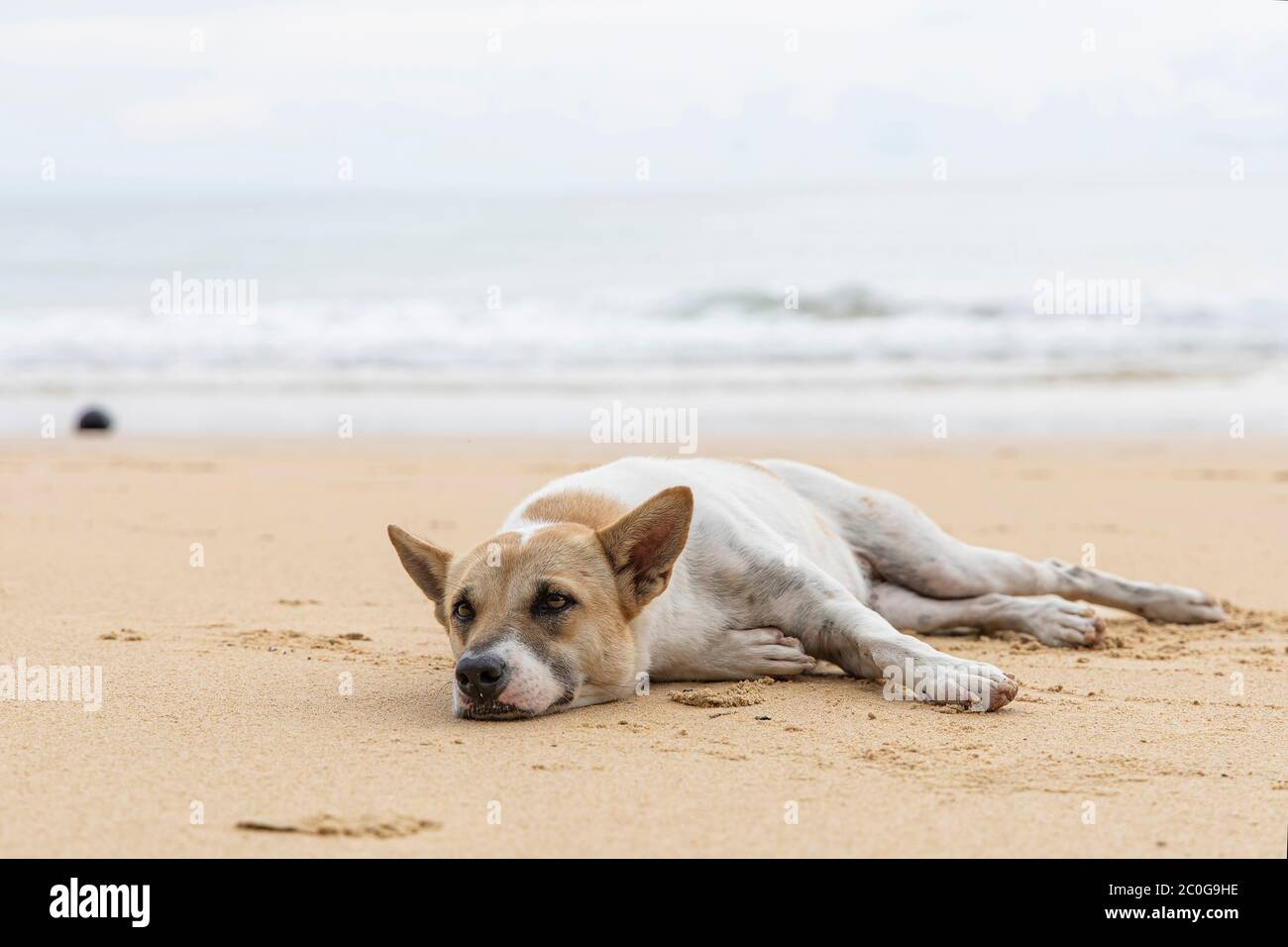 Abandoned homeless brown dog hi-res stock photography and images - Alamy