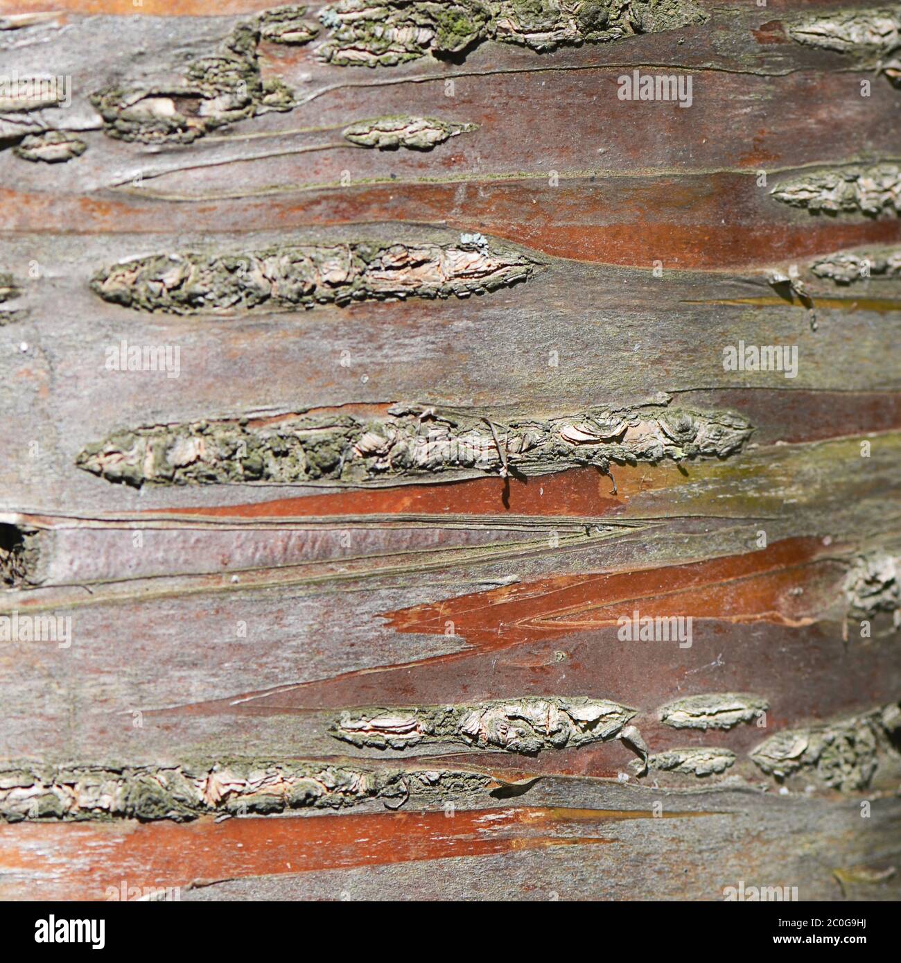 Tree bark close up Stock Photo - Alamy