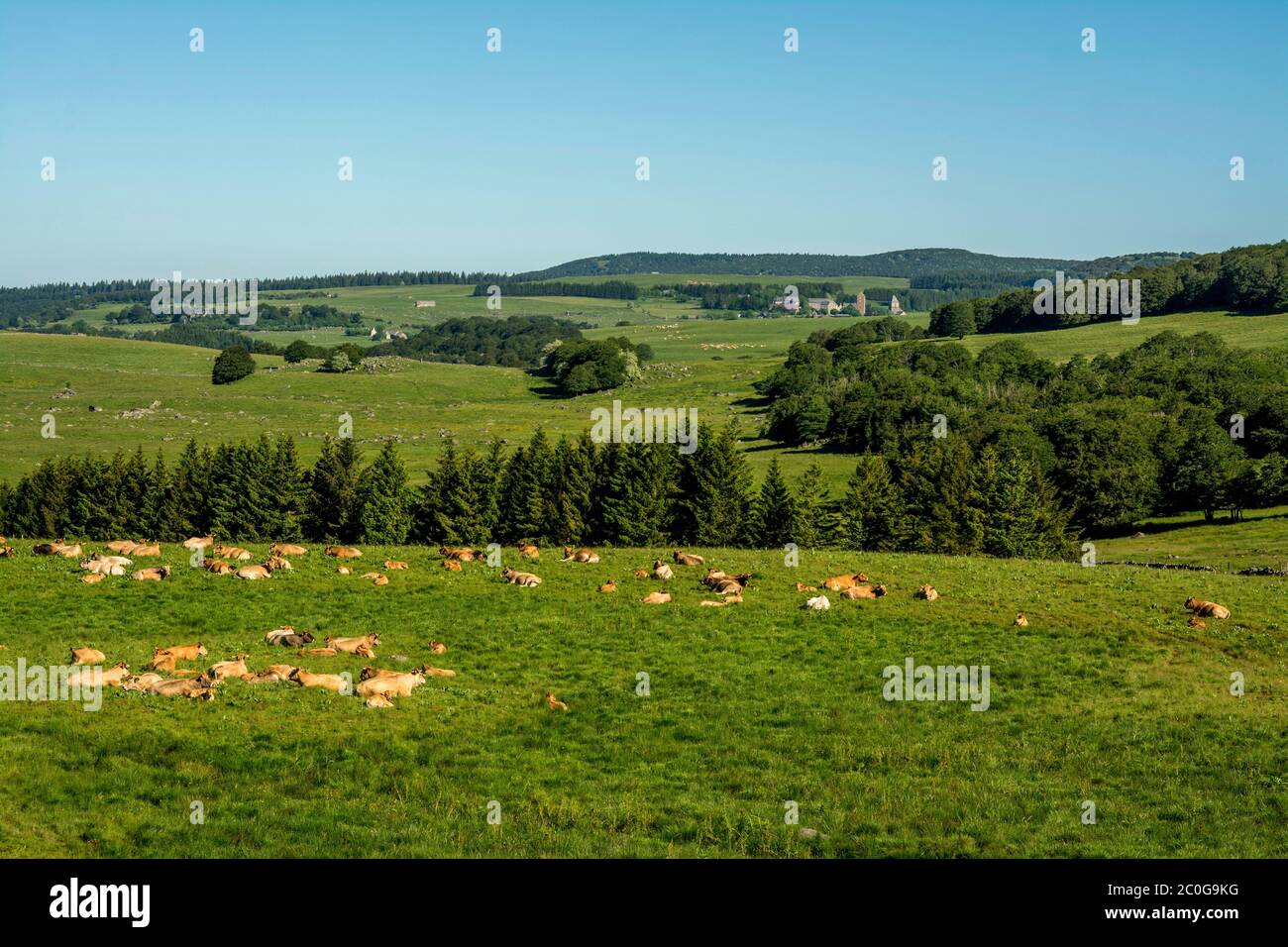 Aubrac cows, Aubrac plateau, Aveyron department, Occitanie, France ...