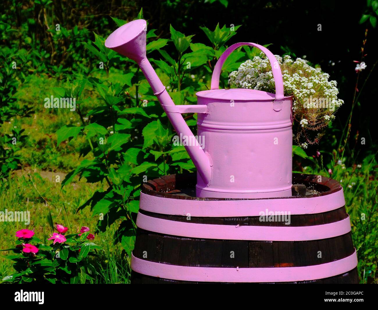 painted pink old watering can decoration turned into flower pot. lush ...