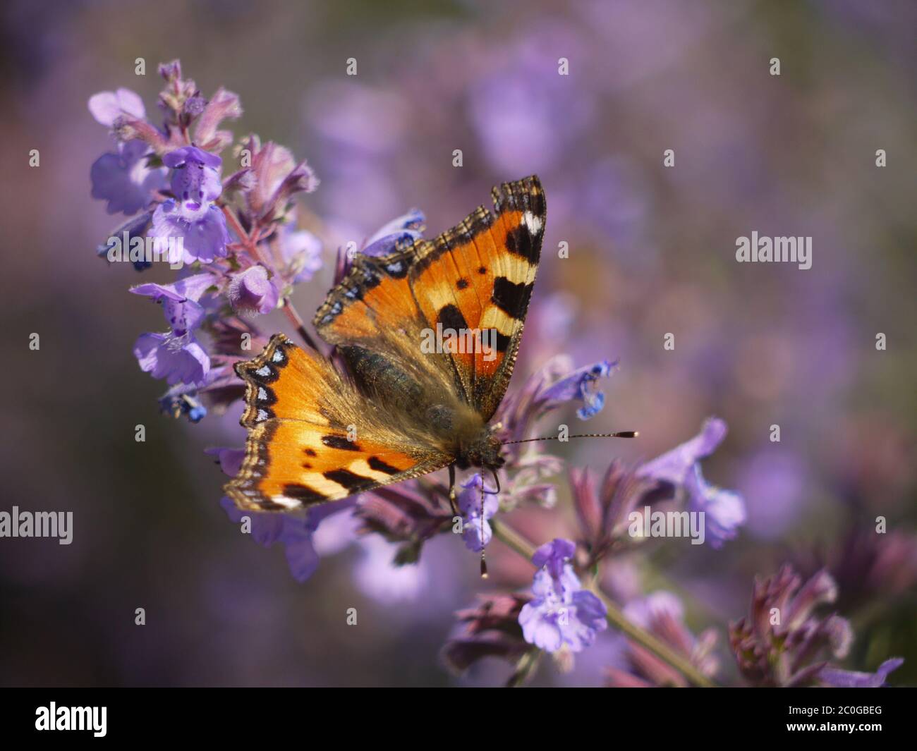 Ornamental nettle hi-res stock photography and images - Alamy