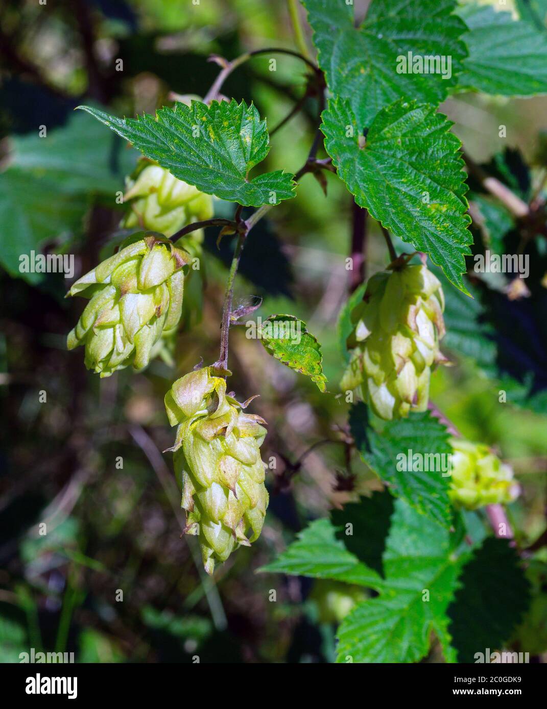 Gold Hops High Resolution Stock Photography and Images - Alamy